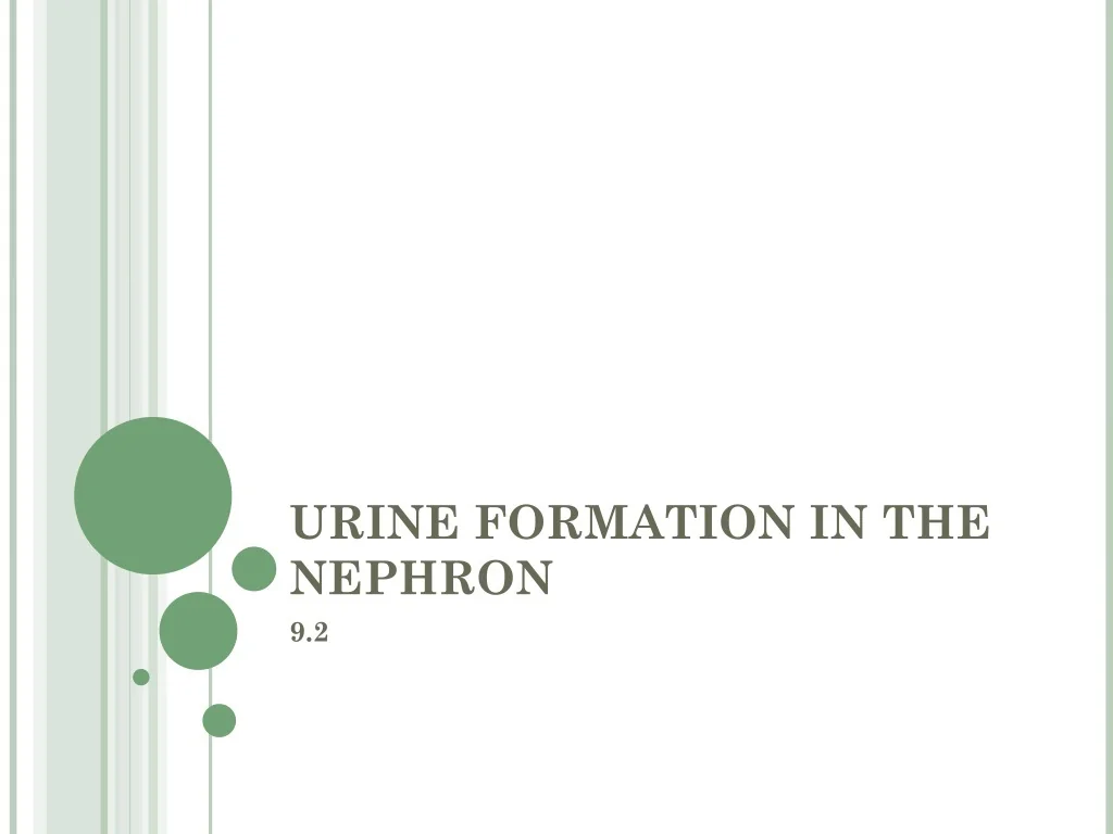 PPT - URINE FORMATION IN THE NEPHRON PowerPoint Presentation, free ...