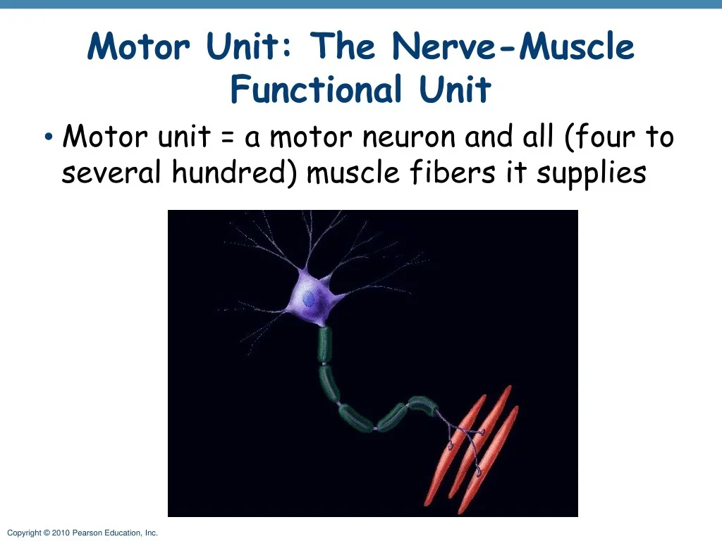PPT - Understanding the Motor Unit Functional System PowerPoint ...