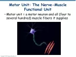 PPT - Physiology of the Motor Unit PowerPoint Presentation, free ...