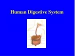 PPT - Human Digestive System PowerPoint Presentation, free download ...