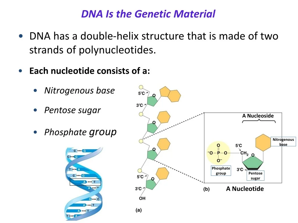 PPT - DNA Structure and Replication: The Blueprint of Life PowerPoint ...