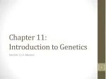 PPT - Chapter 11 Introduction to Genetics PowerPoint Presentation, free ...