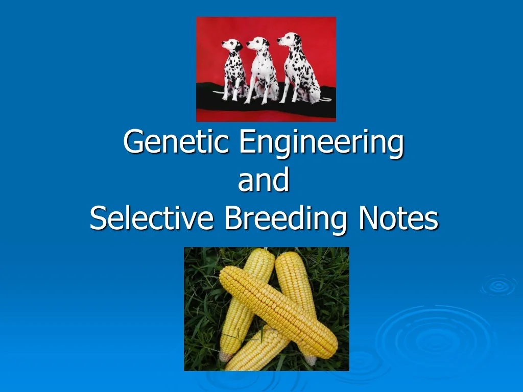 PPT - Genetic Engineering and Selective Breeding Notes PowerPoint ...