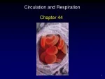 PPT - Respiration and Circulation PowerPoint Presentation, free ...