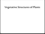 PPT - Vegetative Characteristics PowerPoint Presentation, free download ...