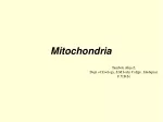 PPT - Mitochondria PowerPoint Presentation, free download - ID:2369112