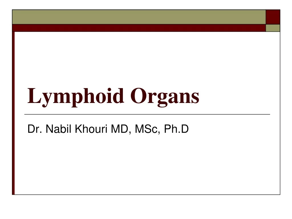PPT - Lymphoid Organs PowerPoint Presentation, free download - ID:9341199