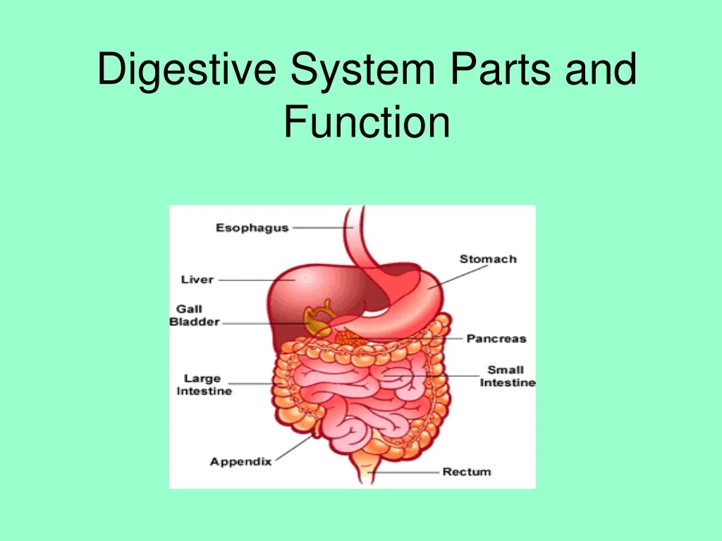 PPT - Understanding Digestive System Functions PowerPoint Presentation ...