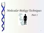 PPT - Molecular Techniques PowerPoint Presentation, free download - ID ...