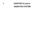 PPT - Chapter 23 Digestive System Lecture 11 PowerPoint Presentation ...