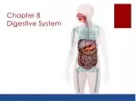 PPT - Chapter 23 Digestive System Lecture 11 PowerPoint Presentation ...