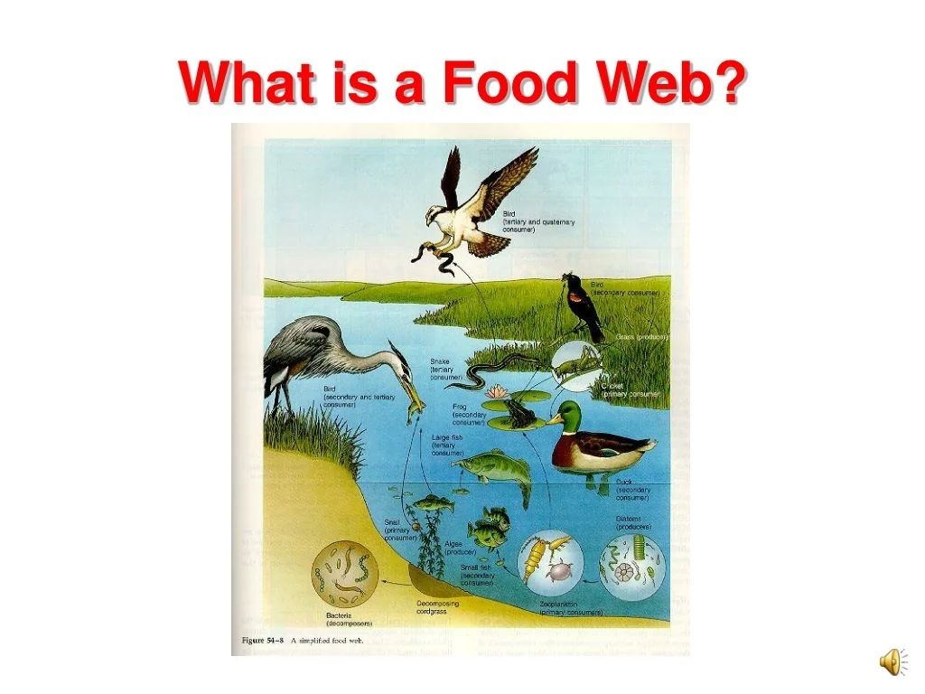 PPT - What is a Food Web? PowerPoint Presentation, free download - ID ...