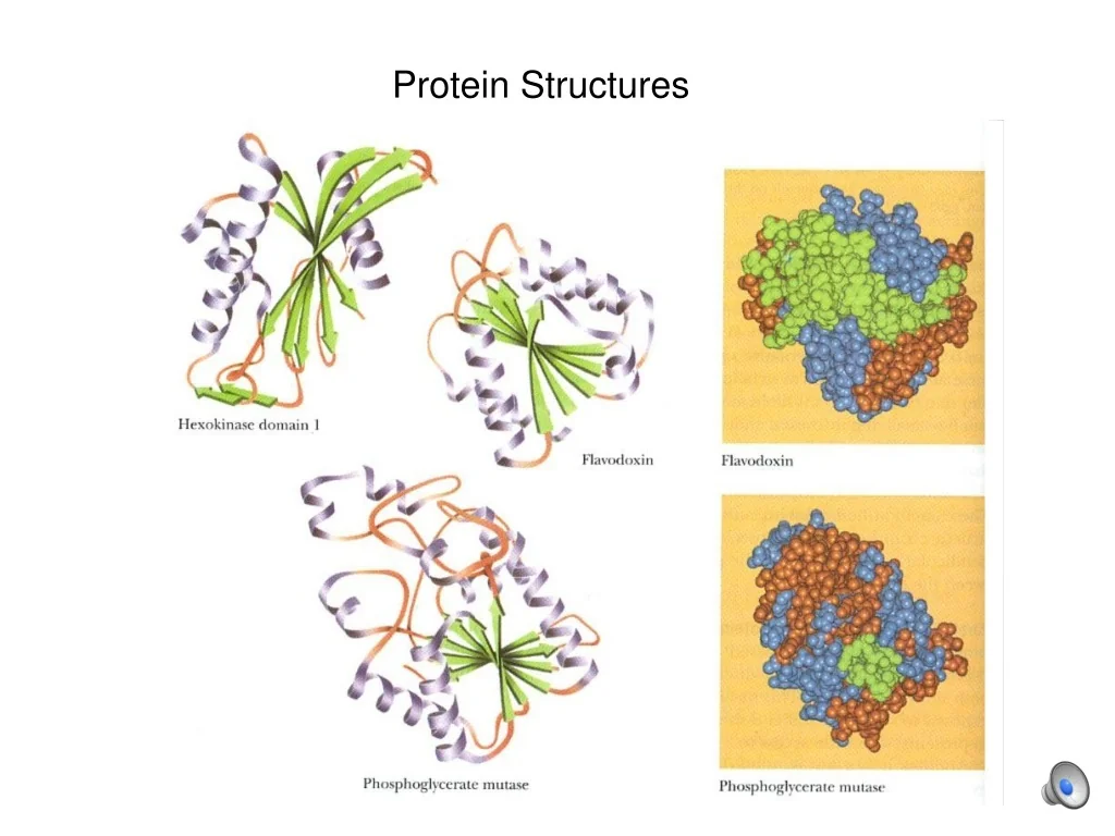 PPT - Protein Structures PowerPoint Presentation, free download - ID ...
