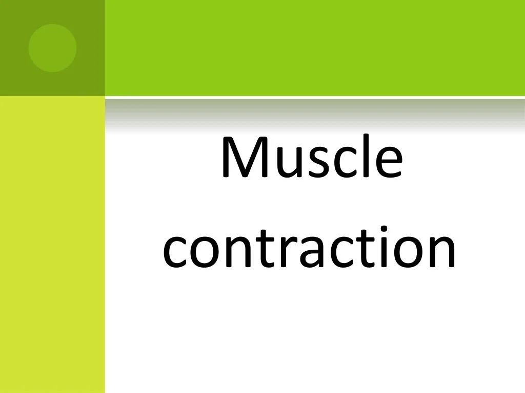 PPT - Muscle contraction PowerPoint Presentation, free download - ID ...