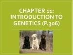 PPT - Chapter 11 Introduction to Genetics PowerPoint Presentation, free ...