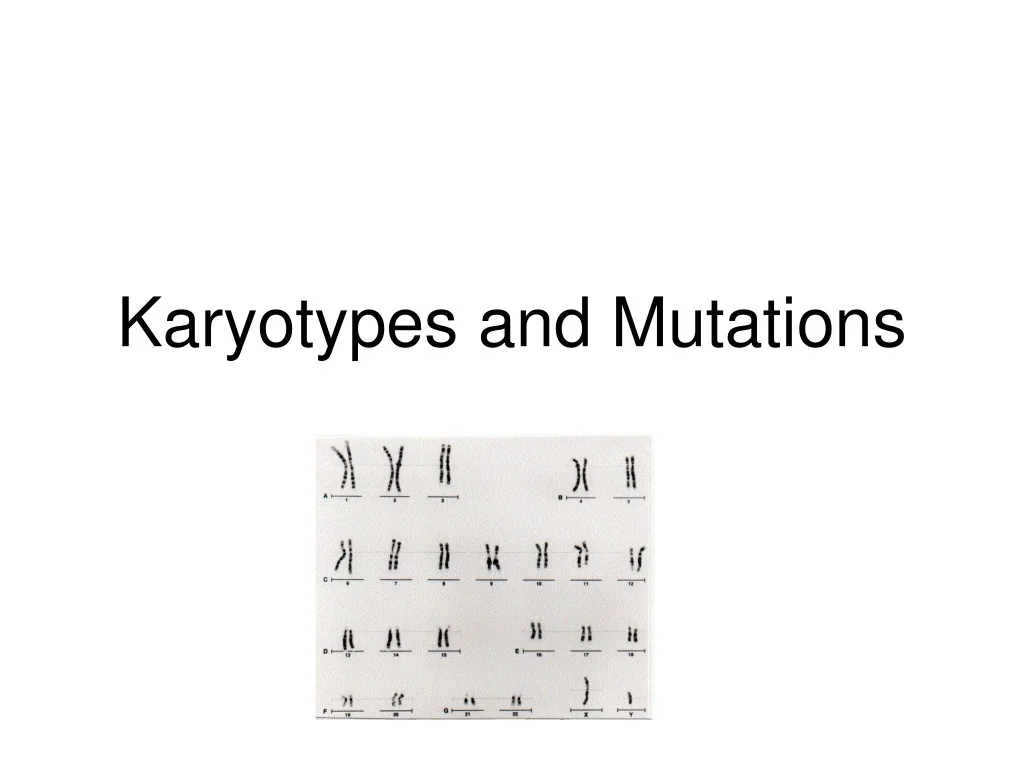 PPT - Karyotypes, Mutations & Disorders PowerPoint Presentation, free ...