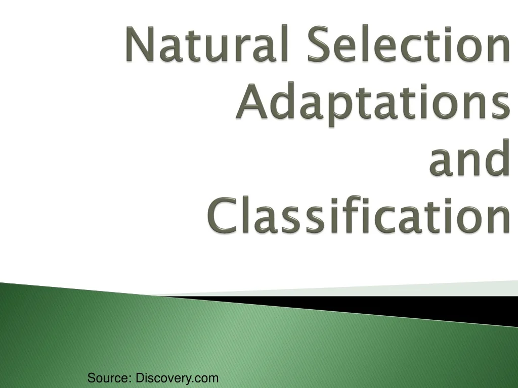 Ppt Natural Selection Adaptations And Classification Powerpoint