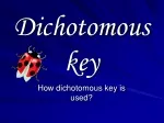 PPT - Dichotomous Key of Dogs PowerPoint Presentation, free download ...