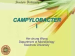 PPT - Campylobacter PowerPoint Presentation, free download - ID:9362972