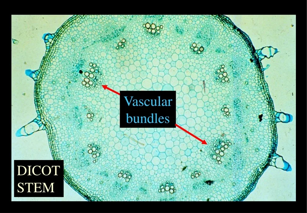 PPT - Plant Anatomy: Vascular Bundles in Dicot Stems and Roots PowerPoint Presentation - ID:9359825