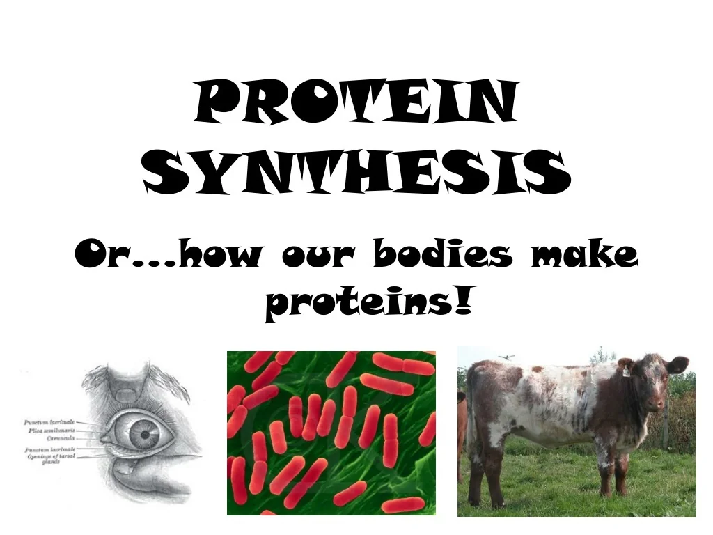 PPT - Decoding Protein Synthesis: DNA to Proteins PowerPoint ...