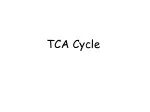 PPT - tca cycle PowerPoint Presentation, free download - ID:164532