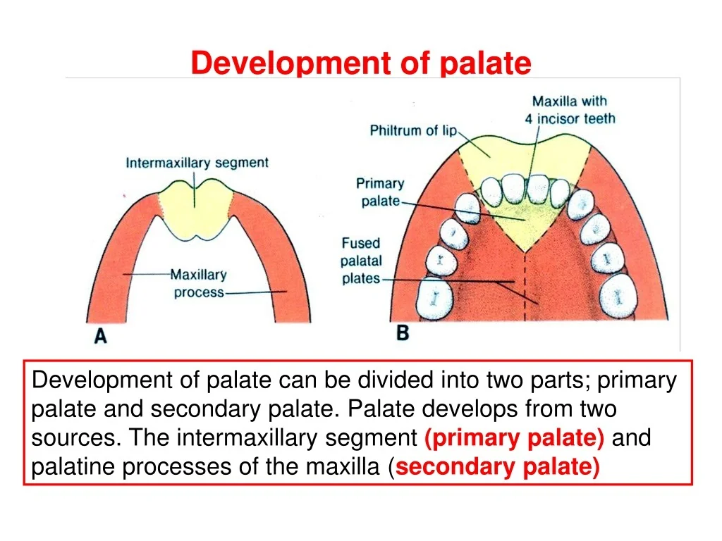 PPT - Development of palate PowerPoint Presentation, free download - ID ...
