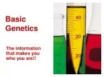 PPT - Basic Genetics PowerPoint Presentation, free download - ID:450007