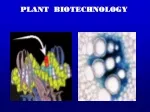PPT - Plant Biotechnology PowerPoint Presentation, free download - ID ...