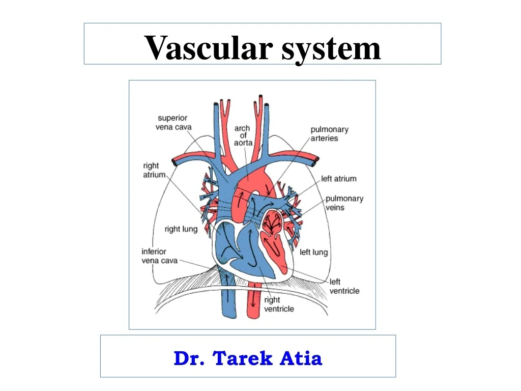 PPT - Vascular System: Wall of the Heart & Blood Vessels PowerPoint ...