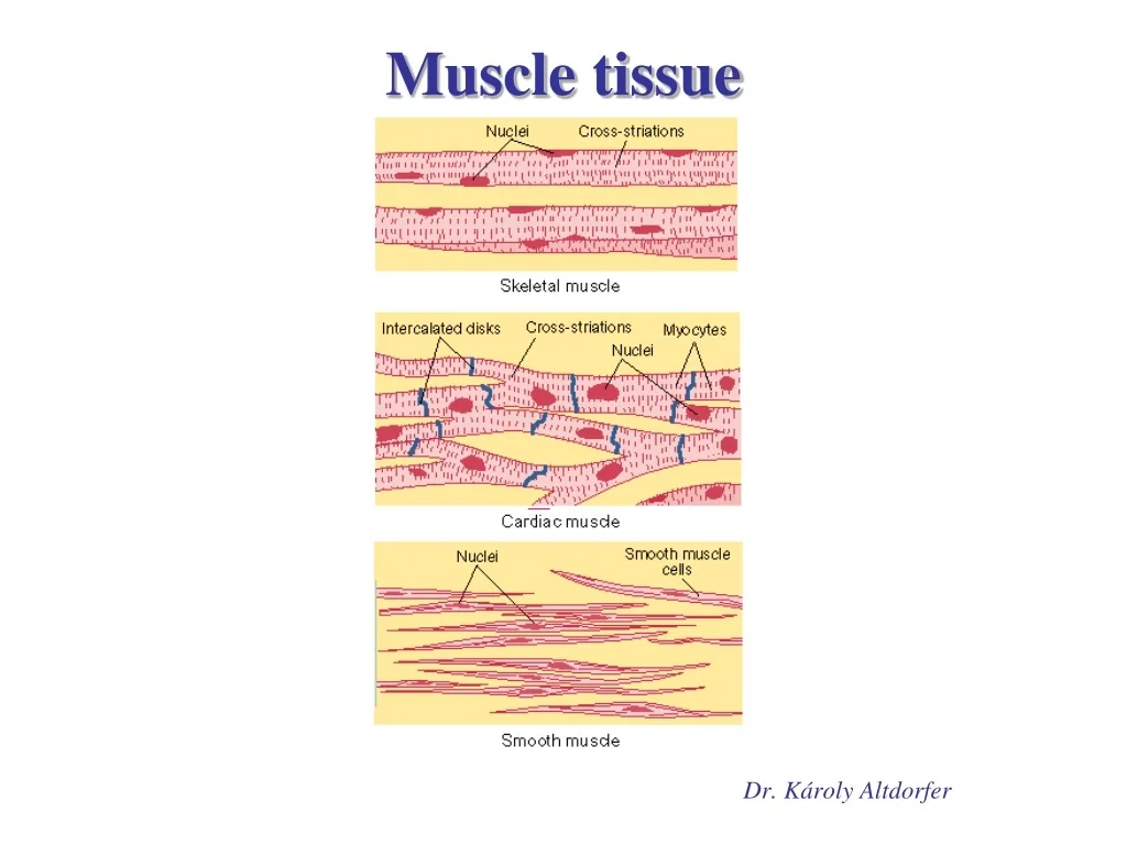 PPT - Muscle tissue PowerPoint Presentation, free download - ID:9365068