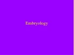 PPT - Basic Embryology PowerPoint Presentation, free download - ID:299797