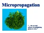 PPT - Micropropagation PowerPoint Presentation, free download - ID:5401825