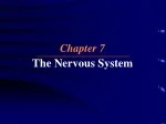 PPT - Chapter 7: the Nervous System PowerPoint Presentation, free ...