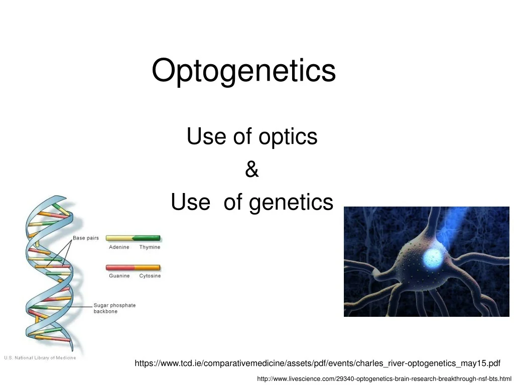 PPT - Optogenetics PowerPoint Presentation, free download - ID:9370903