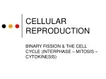 PPT - Cellular Reproduction PowerPoint Presentation, free download - ID:1457909