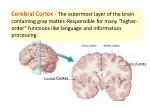 PPT - Cerebral cortex , primary cortical areas PowerPoint Presentation - ID:8731150