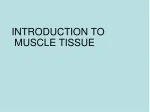PPT - Introduction to Muscle PowerPoint Presentation, free download ...