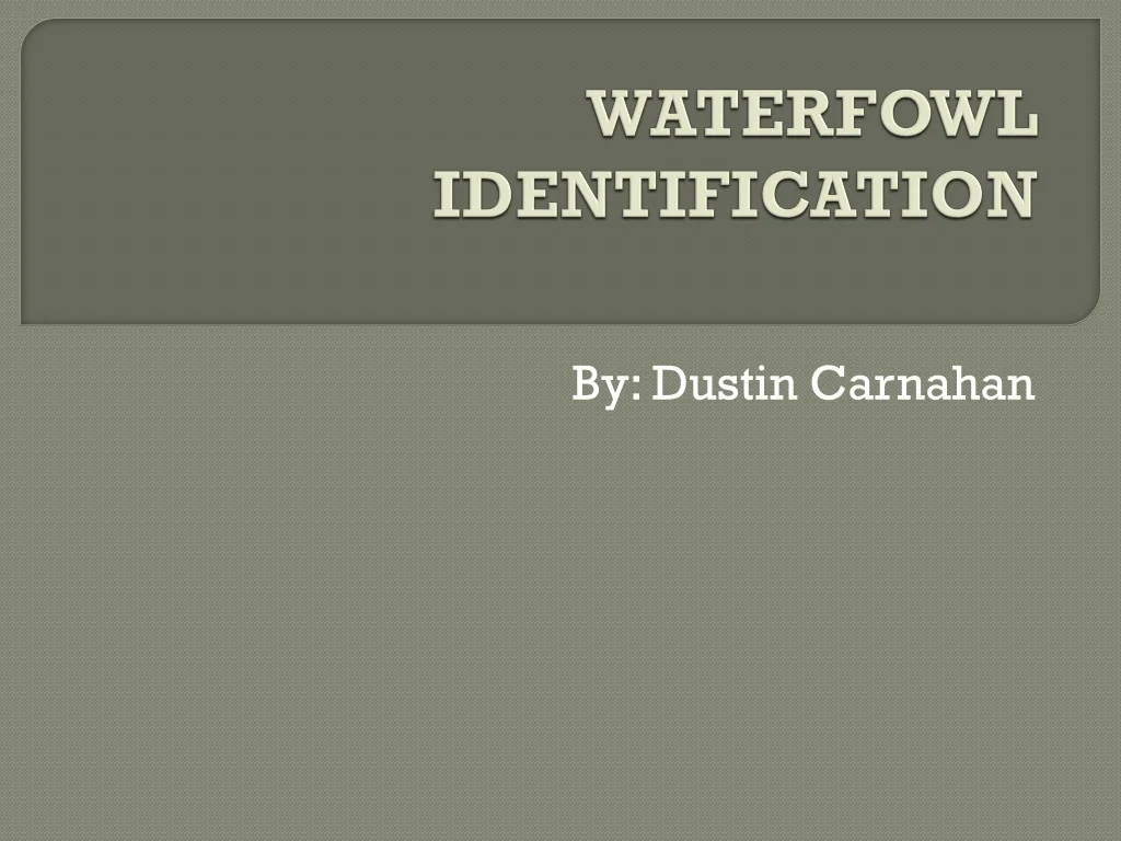 PPT - Waterfowl Identification Guide for Hunting and Birdwatching ...