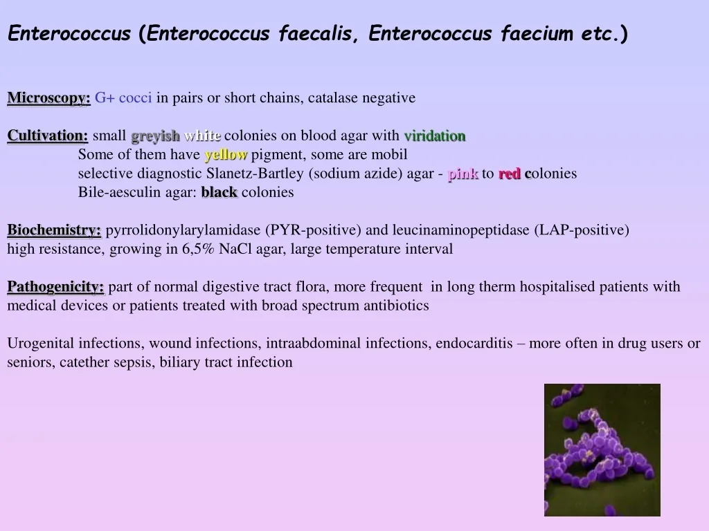 PPT - Enterococcus ( Enterococcus faecalis , Enterococcus faecium etc ...