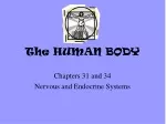 PPT - THE HUMAN BODY PowerPoint Presentation, free download - ID:218293