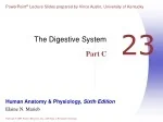 PPT - Digestive System Part 2 PowerPoint Presentation, free download ...