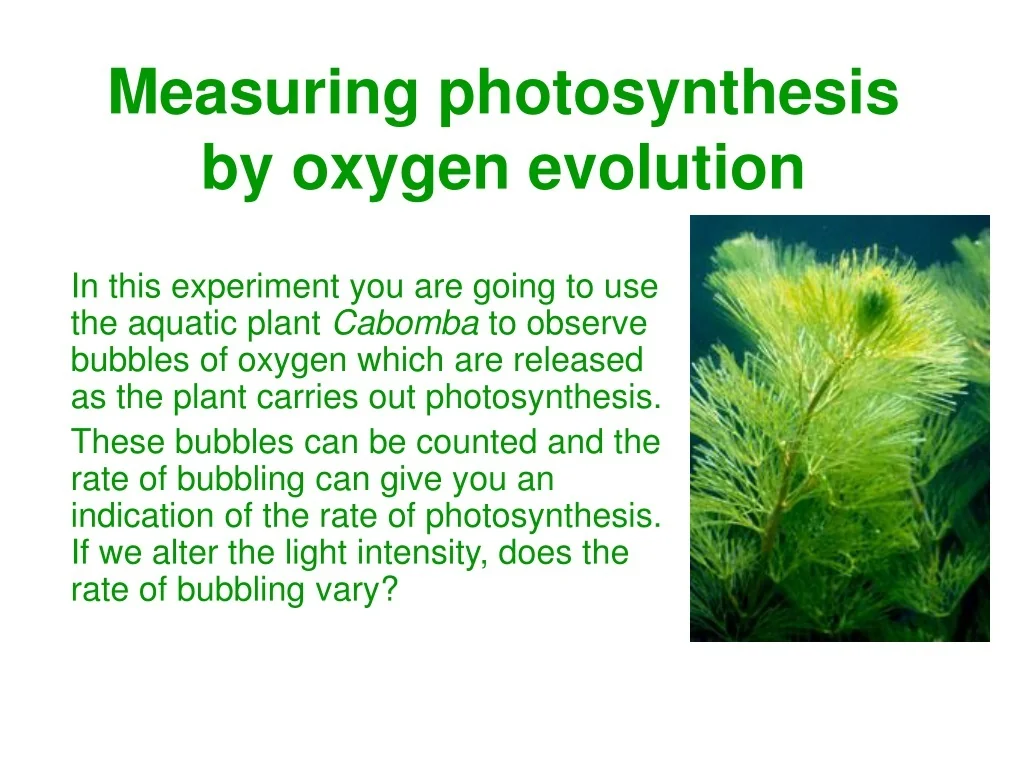 PPT - Measuring photosynthesis by oxygen evolution PowerPoint ...