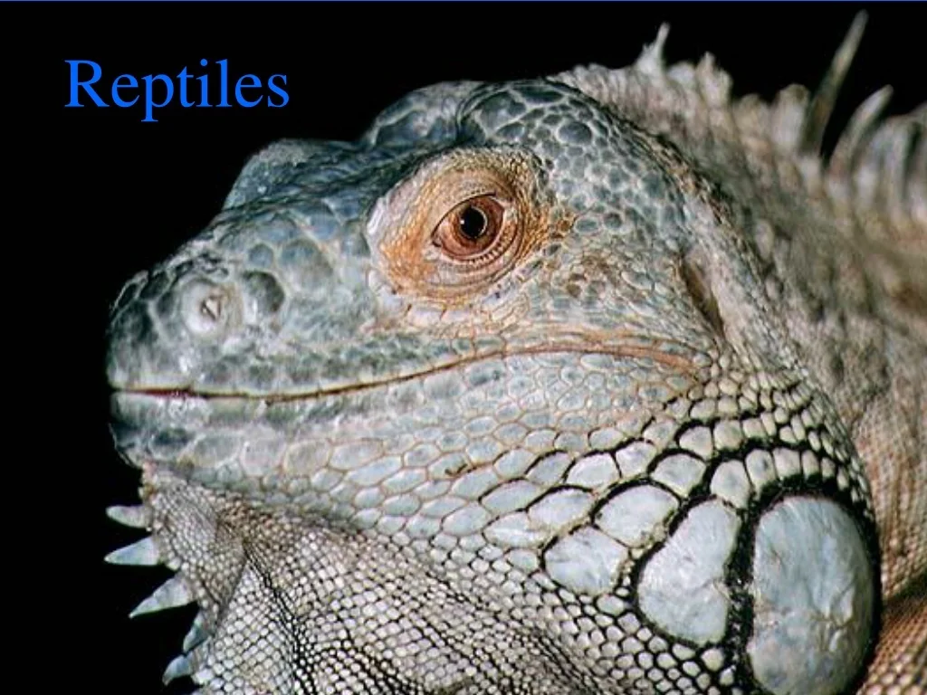 PPT - Understanding Reptiles: Characteristics and Adaptations for Life ...
