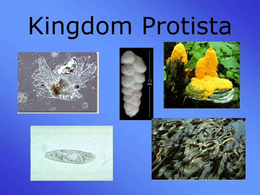 PPT - Exploring Protista Kingdom: Characteristics and Evolutionary ...