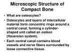 PPT - Microscopic Structure of Bone PowerPoint Presentation, free ...
