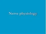 PPT - Nerve physiology PowerPoint Presentation, free download - ID:4506197