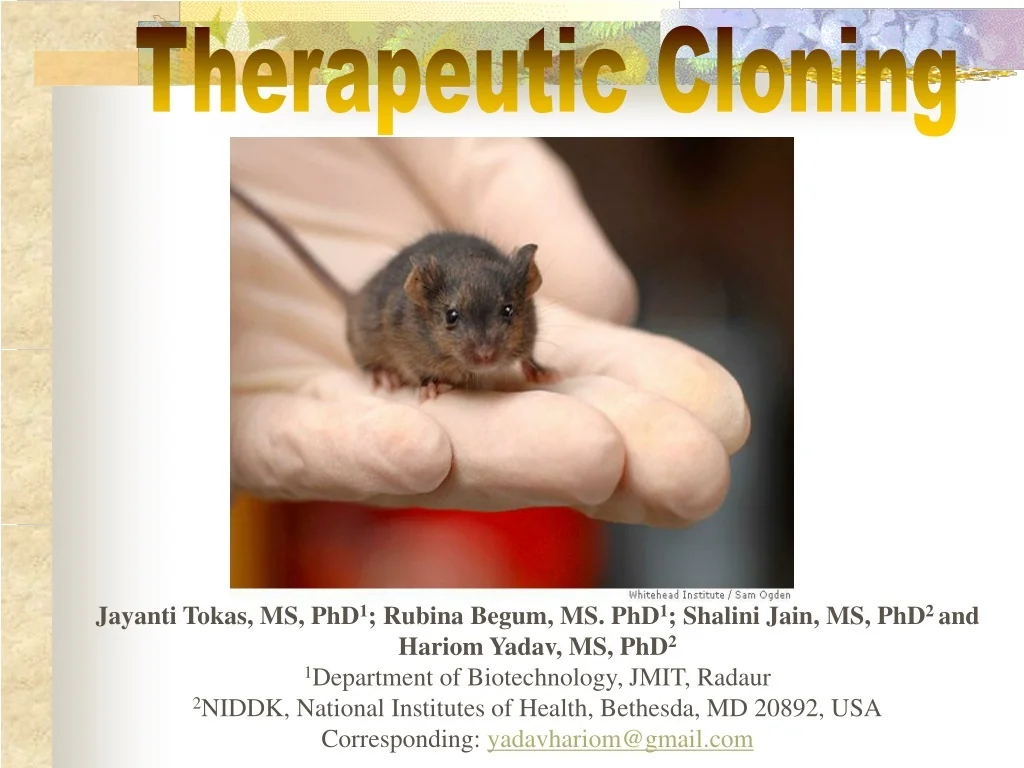 PPT - Therapeutic Cloning PowerPoint Presentation, free download - ID ...
