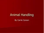 PPT - Laboratory Animal Handling Technique PowerPoint Presentation ...