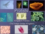 PPT - Protists PowerPoint Presentation, free download - ID:4200408